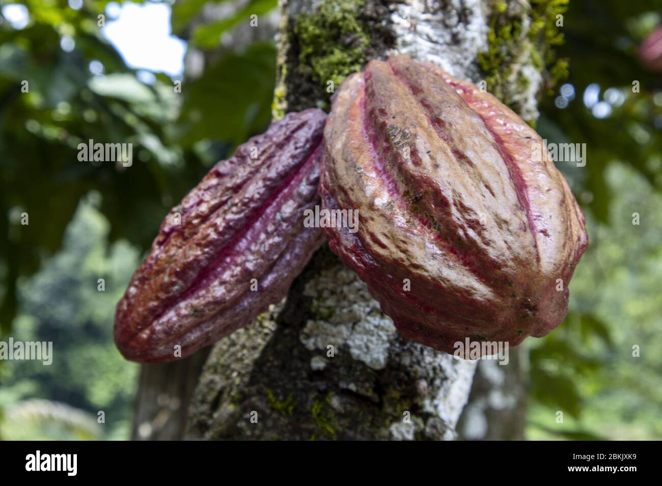 cacao fruit on a tree in the jungle Stock Photo - Alamy