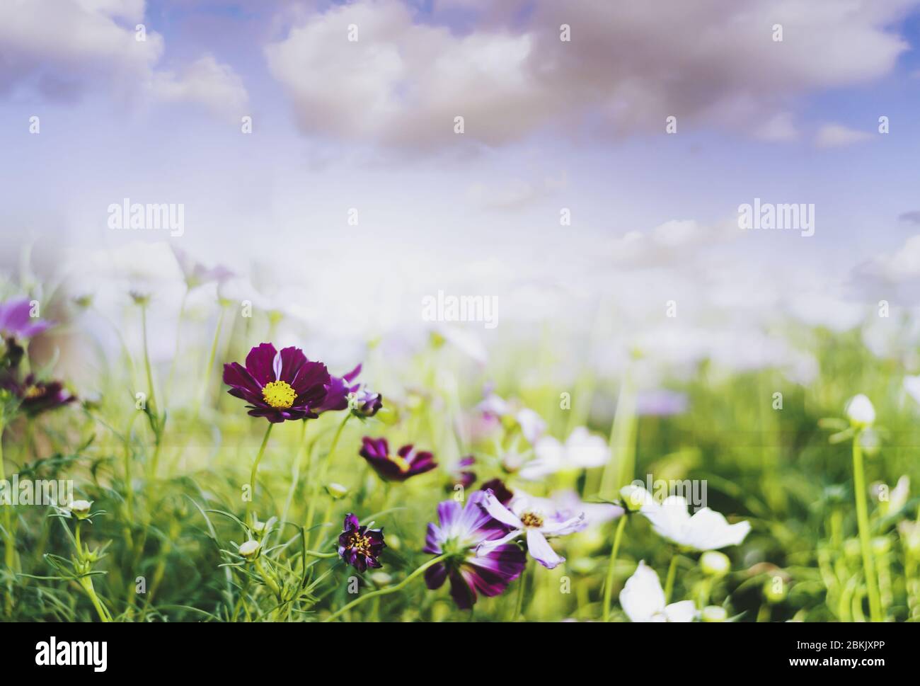 Field of cosmos flower at sunlights Stock Photo - Alamy