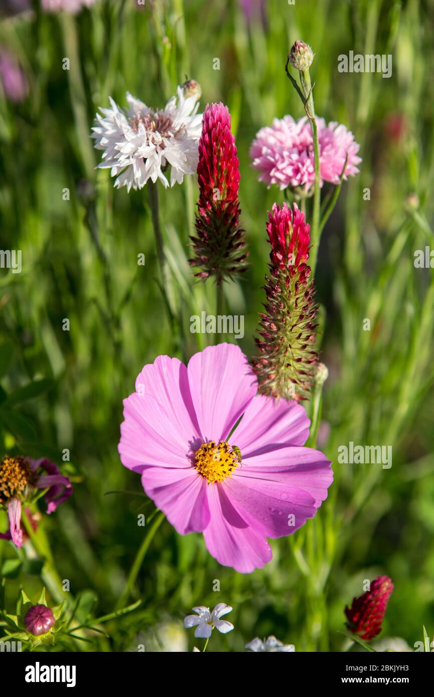 Cosmos flowers ( Cosmos bipinnatus ) or Mexican aster Crimson clover ...
