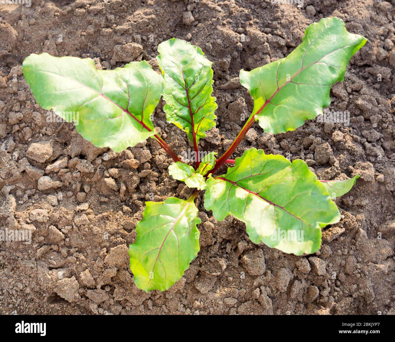Beet root, soil hi-res stock photography and images - Alamy