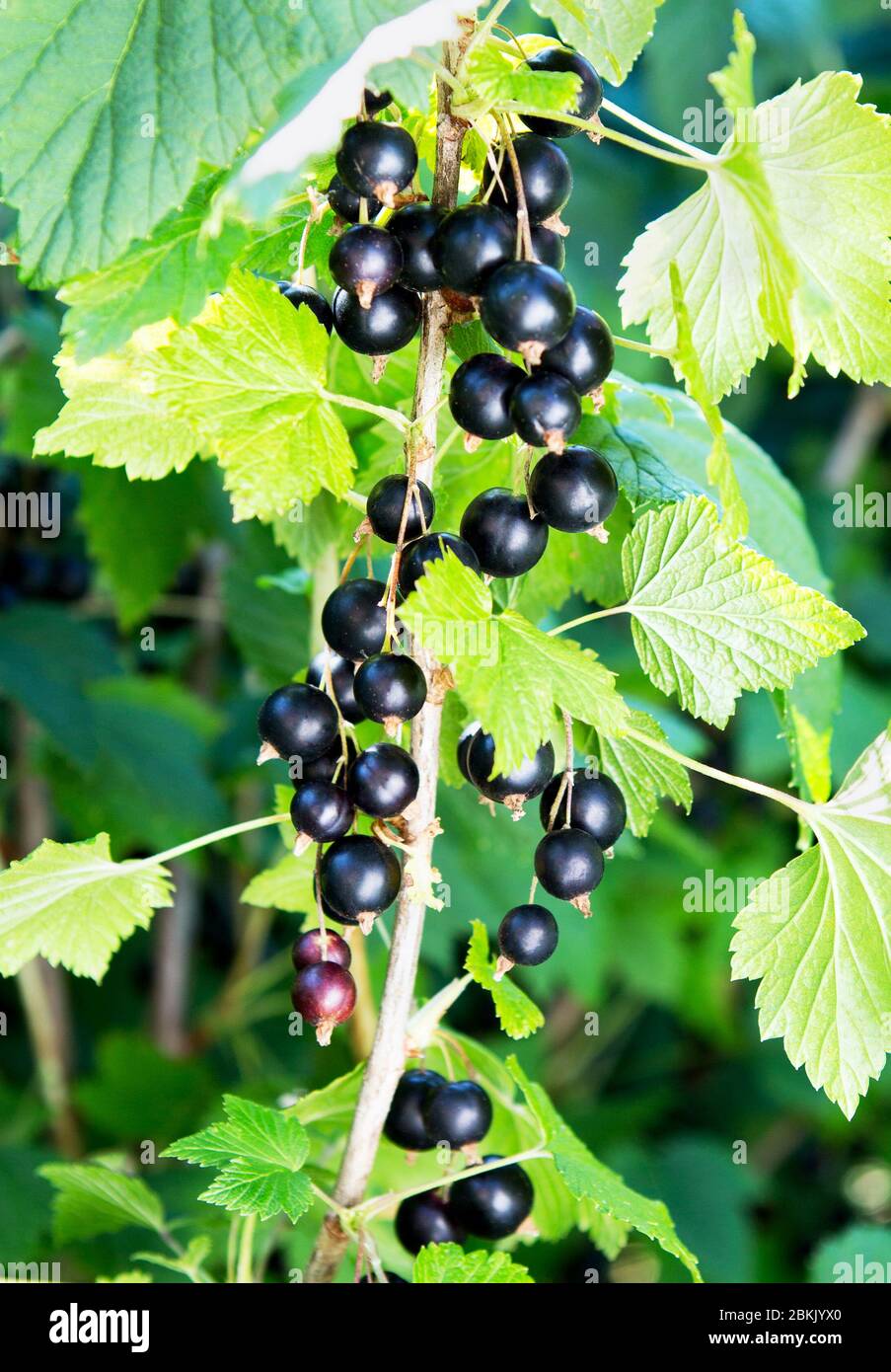 Currant black branch with fruits. Organic currant in an orchard ...