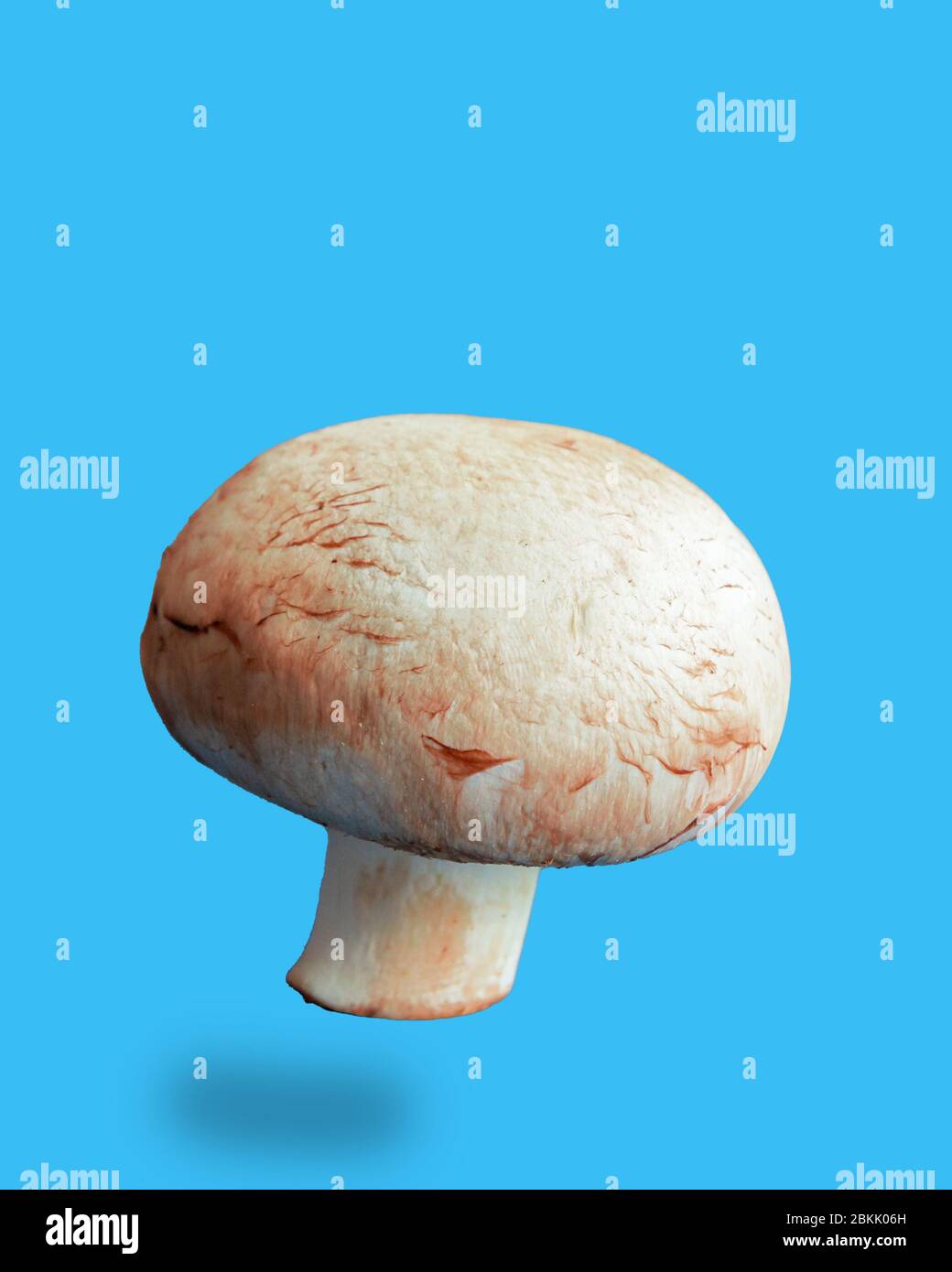 Floating mushroom against light blue background Stock Photo - Alamy
