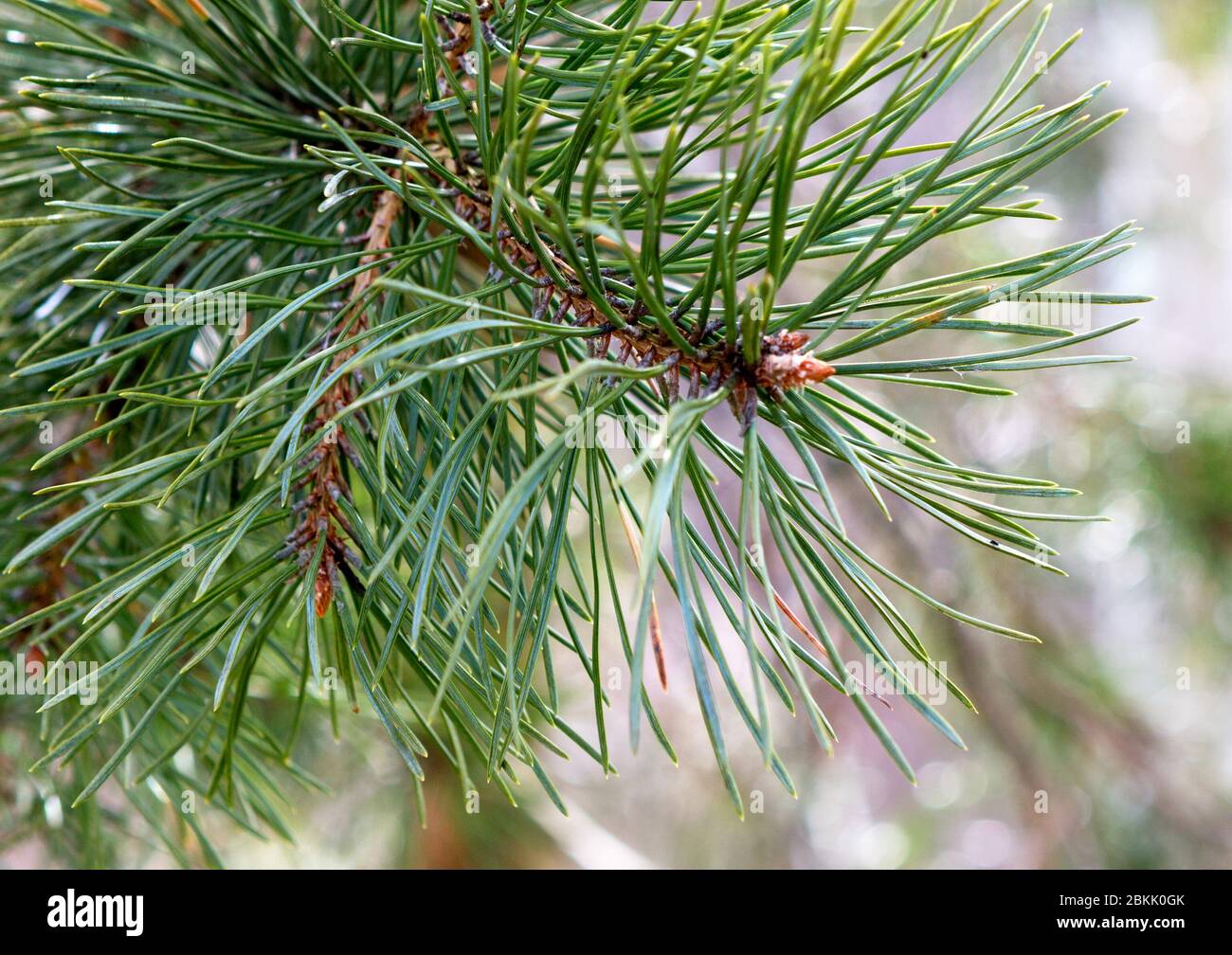 Pine Tree Leaves Texture