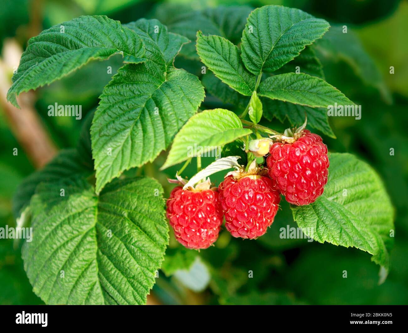 Raspberries growing hi-res stock photography and images - Alamy