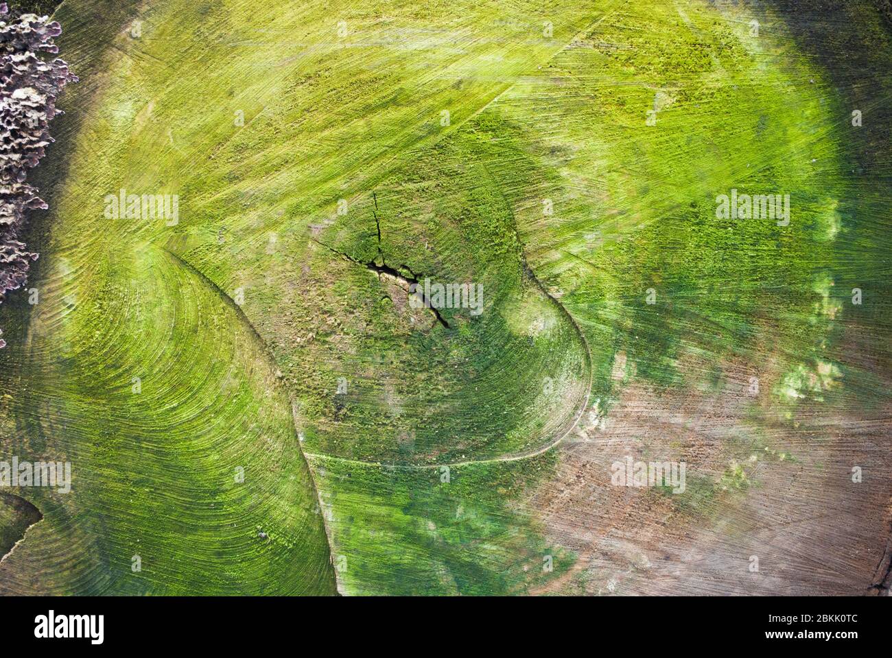 Algae on tree trunk hi-res stock photography and images - Alamy