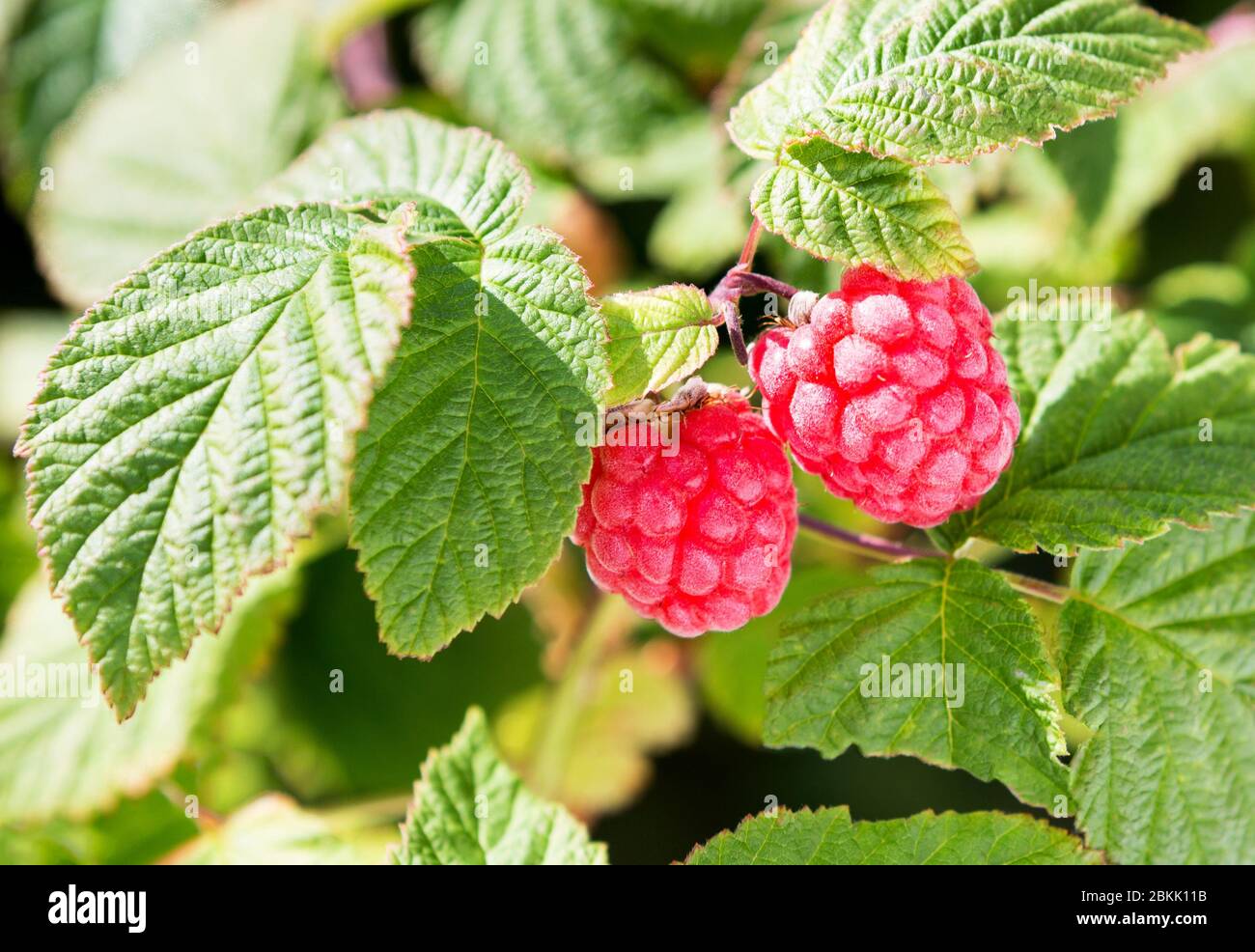 Raspberries growing hi-res stock photography and images - Alamy