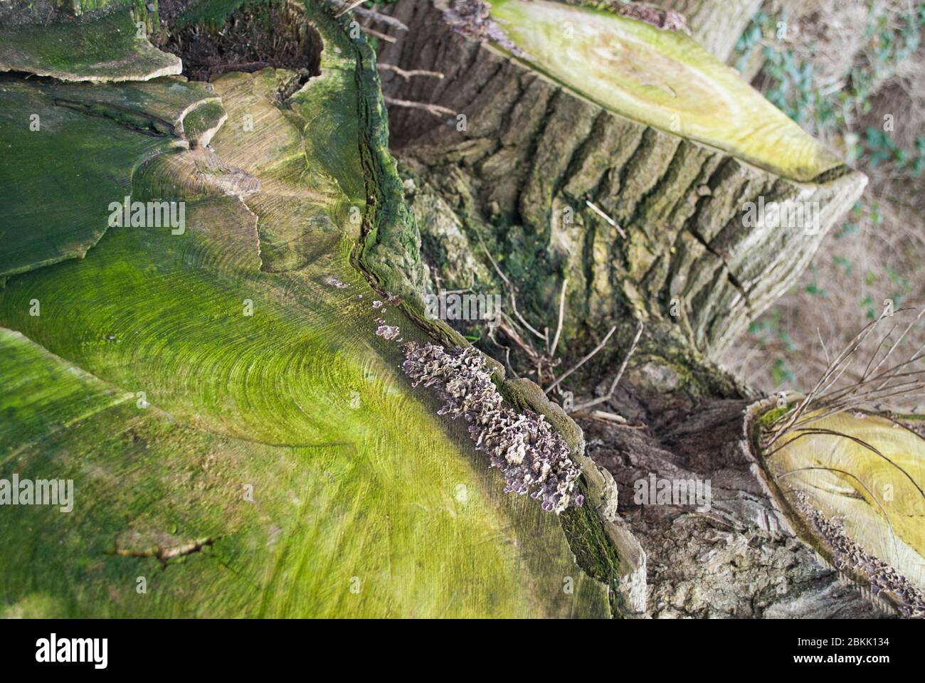 Green Algae on Tree Trunk on Thames Path Teddington to Kew, Richmond ...