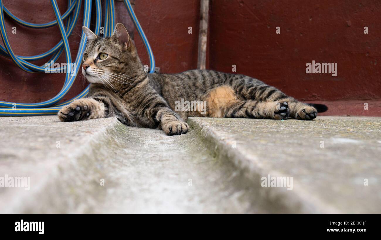 Fluffy cat muzzle lying wall hi-res stock photography and images - Alamy