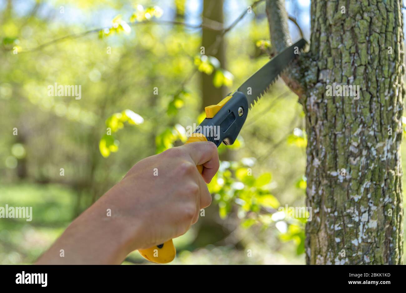 pruning a tree with a hand saw in the woods Stock Photo - Alamy