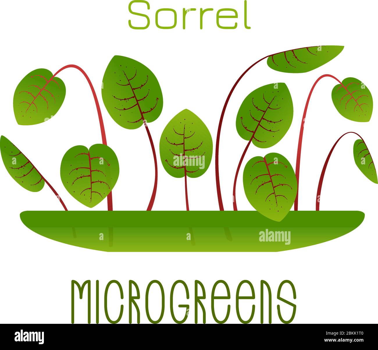 Healthy food young sprouts Stock Vector Images - Alamy