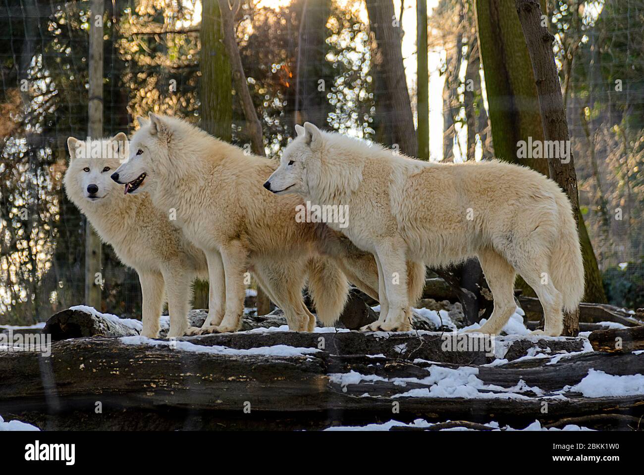 White arctic wolf hi-res stock photography and images - Alamy