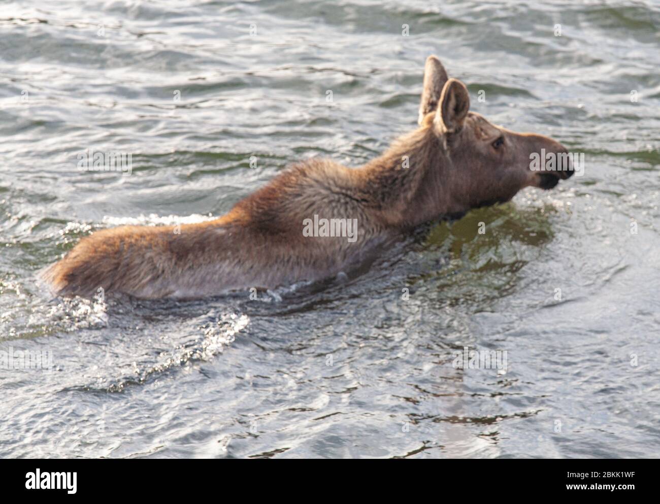 Moose alaska swimming hi-res stock photography and images - Alamy