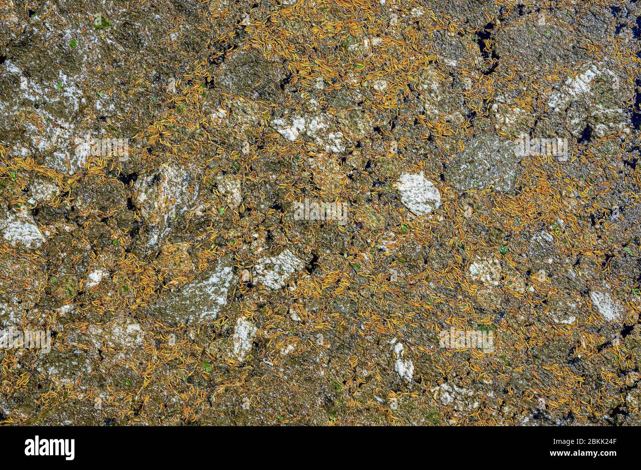 water surface covered by different sorts of tree seeds in spring looks ...