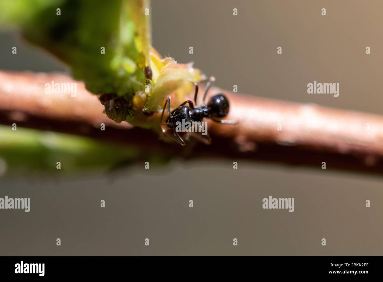 Tree stem laying over small hi-res stock photography and images - Alamy