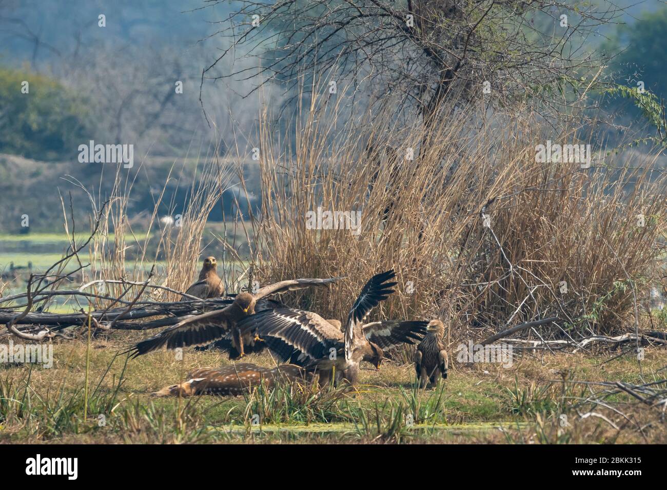 steppe eagle flock fight full wingspan over spotted deer kill and ...