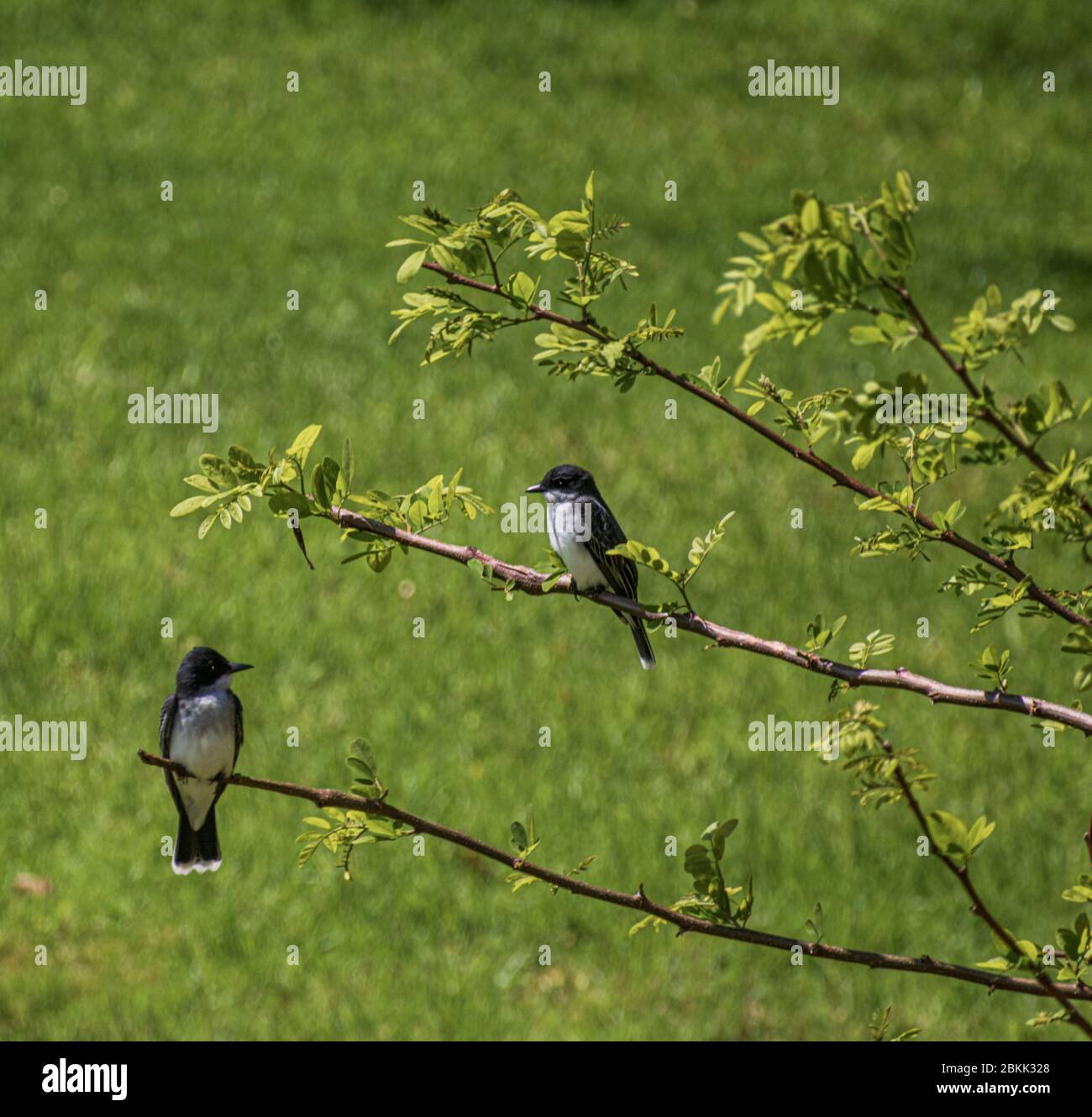 Fauna eastern bird avian feathers nature hi-res stock photography and ...