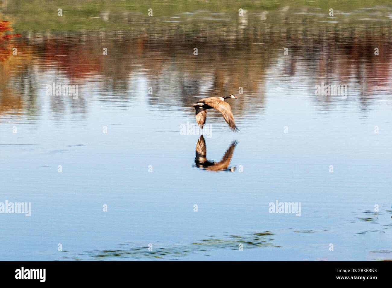 Canada goose flying over water hi-res stock photography and images - Alamy