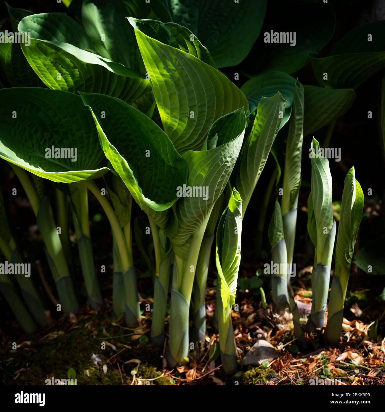 Young unfurling leaf shoots of the Blue Hosta (Hosta sieboldiana) in ...