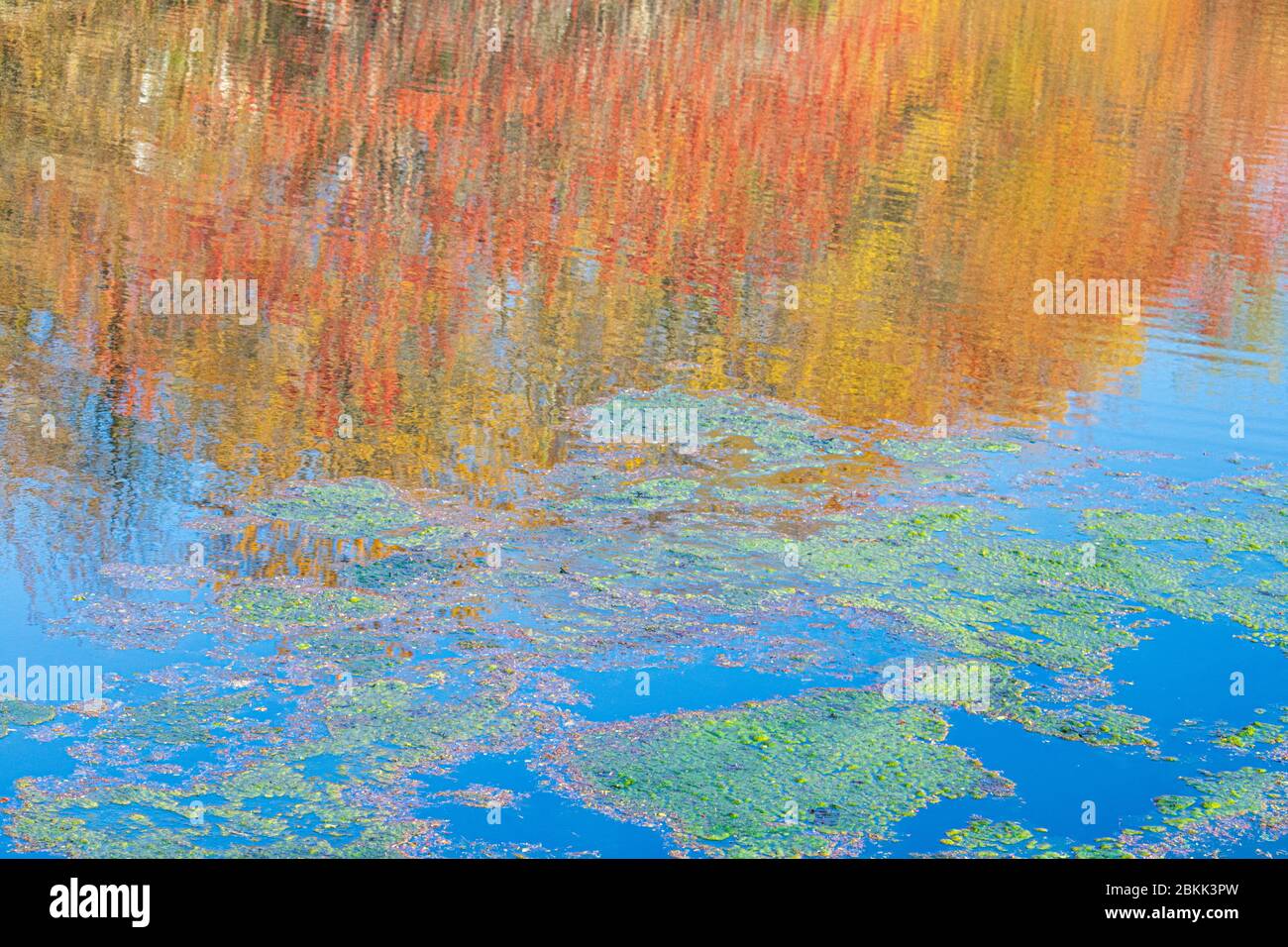 Koi fish mosaic hi-res stock photography and images - Alamy