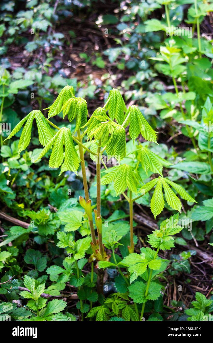 A small horse chestnut or conker tree sapling growing in the shade and ...