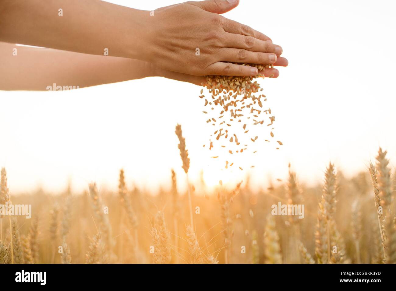 hands pouring ripe wheat grain on cereal field Stock Photo - Alamy