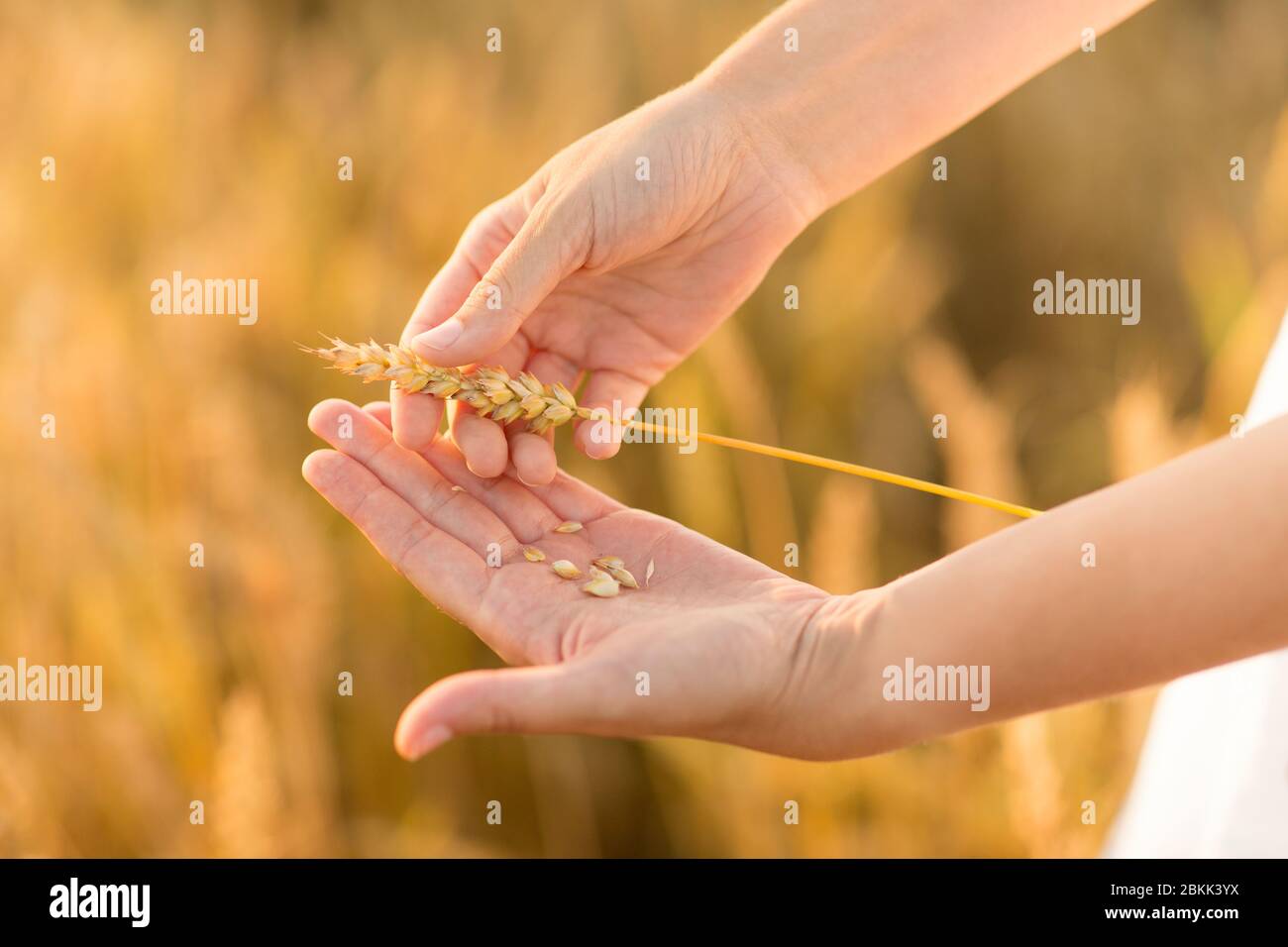 hands peeling spickelet's shell on cereal field Stock Photo - Alamy