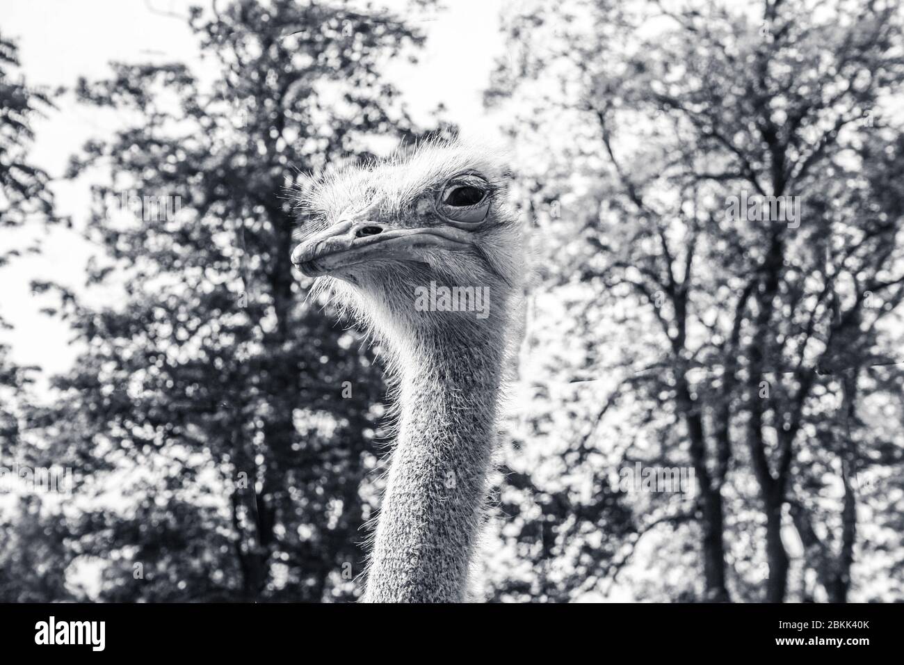 Ostrich black and white hi-res stock photography and images - Alamy
