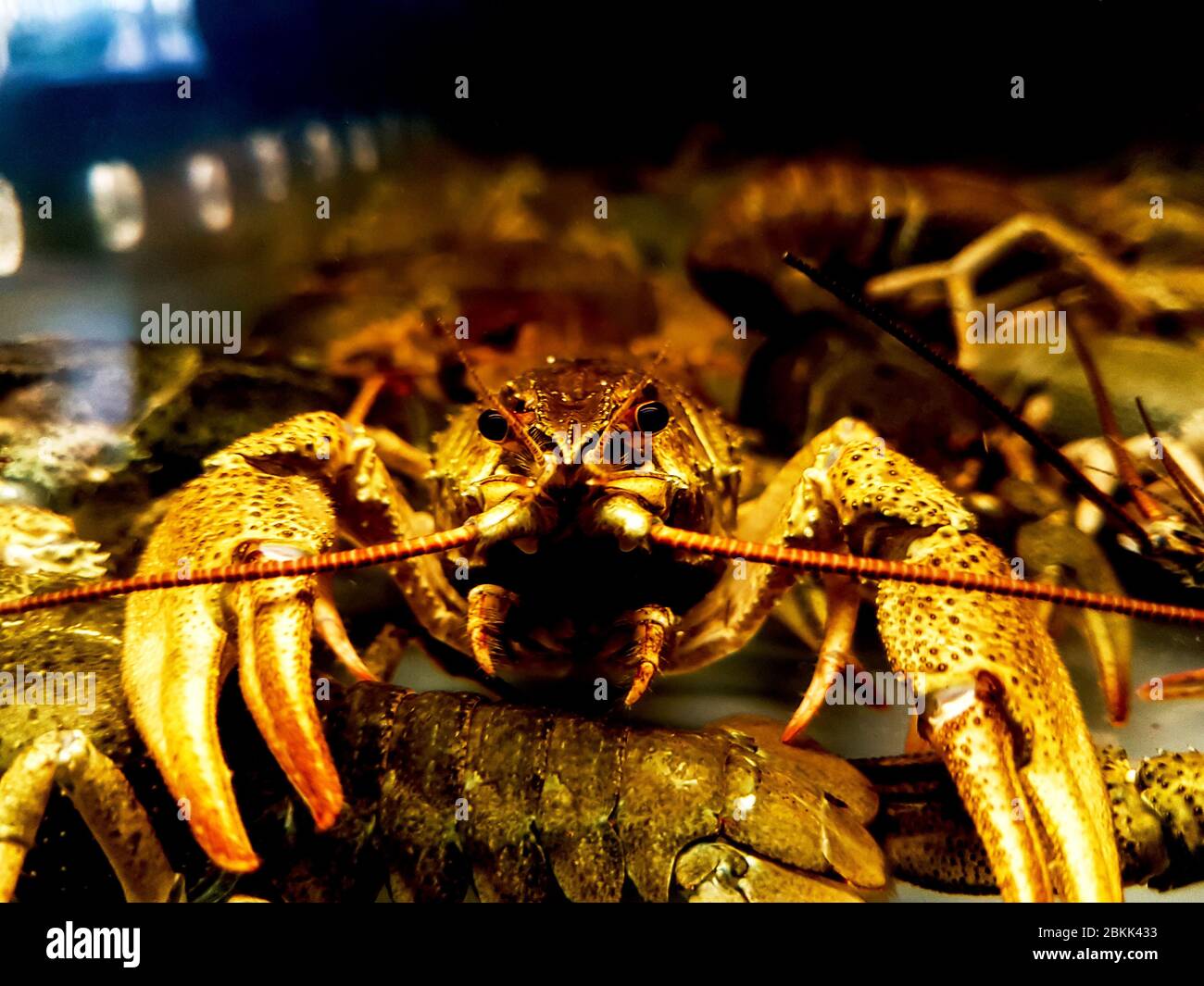 close up. crayfish behind the glass aquarium Stock Photo - Alamy