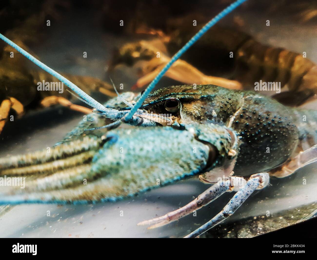 side view. blue crayfish behind the glass aquarium Stock Photo - Alamy