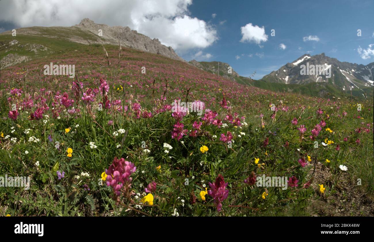 Alpine sainfoin (Hedysarum hedysaroides) filling alpine meadow in ...