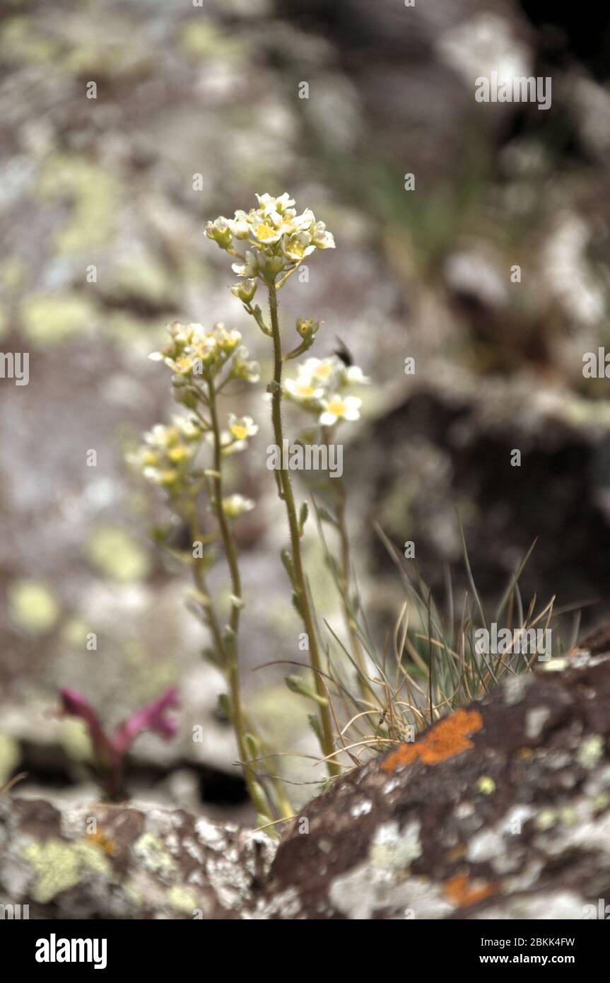 Alpine saxifrage (Saxifraga paniculata) in Malbun, Liechtenstein Stock ...