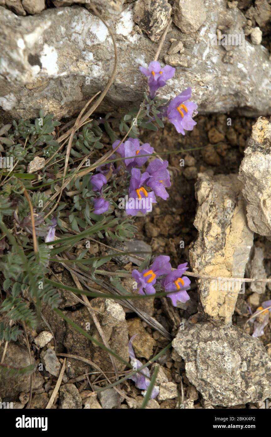 Alpine toadflax (Linaria alpina) among scree in Malbun, Liechtenstein ...
