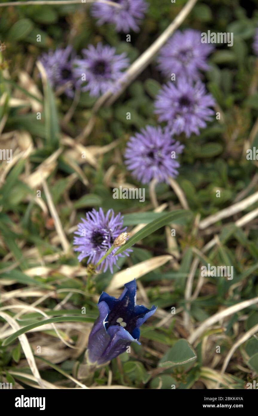 Globe daisy (Globularia incanescens) flowering over Malbun ...