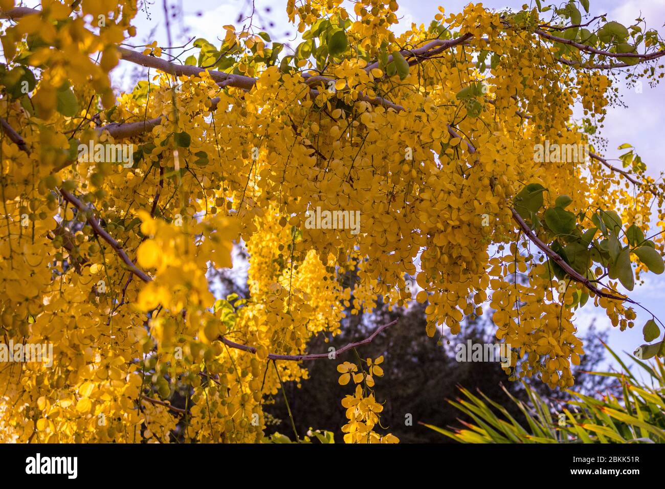 Yellow leaves and hanging flowers during golden hour. Cassia fistula, aka golden shower, purging ...
