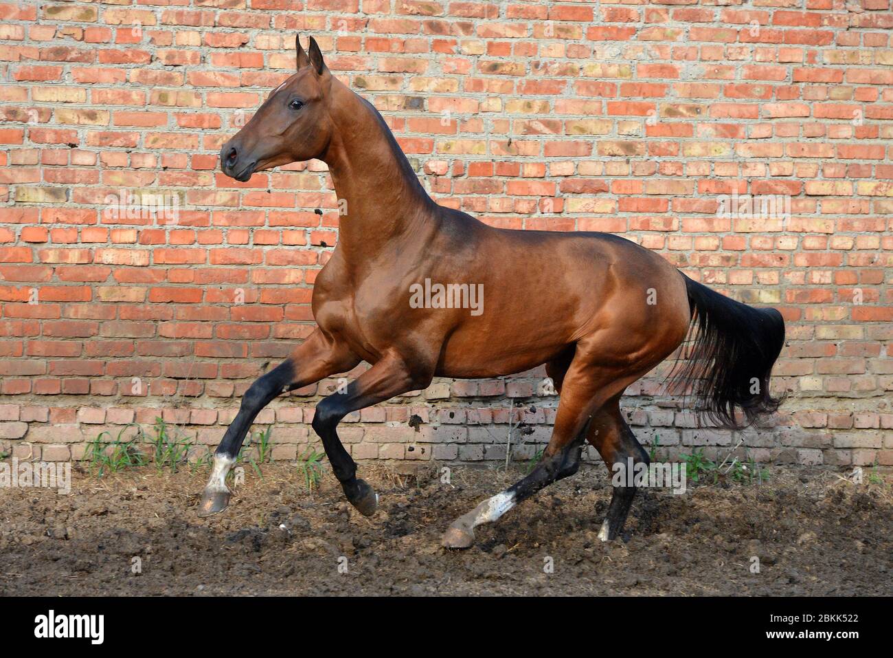 Bay akhal teke stallion running in the sand paddock against red brick ...