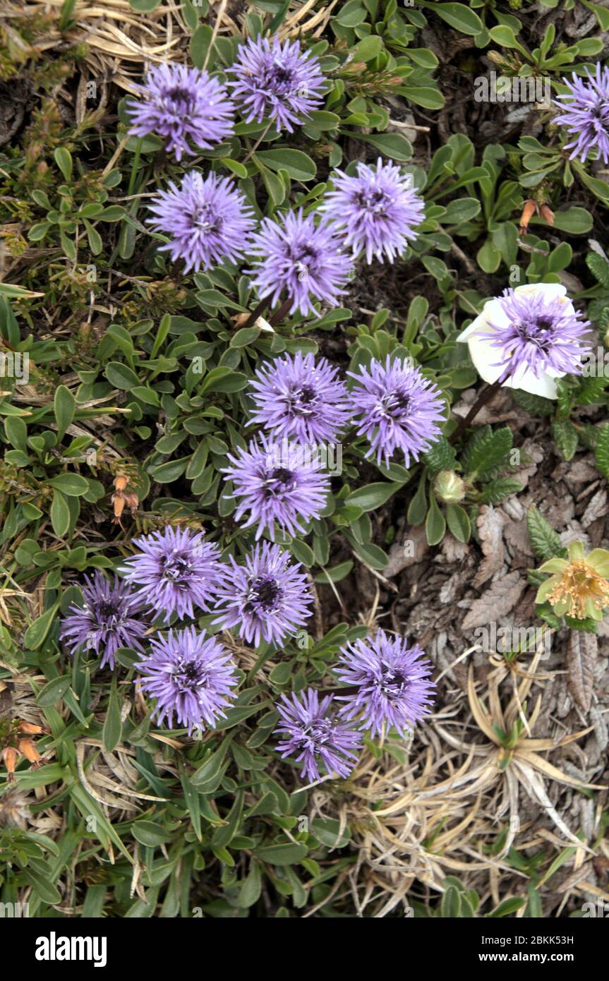 Globe daisy (Globularia incanescens) flowering over Malbun ...