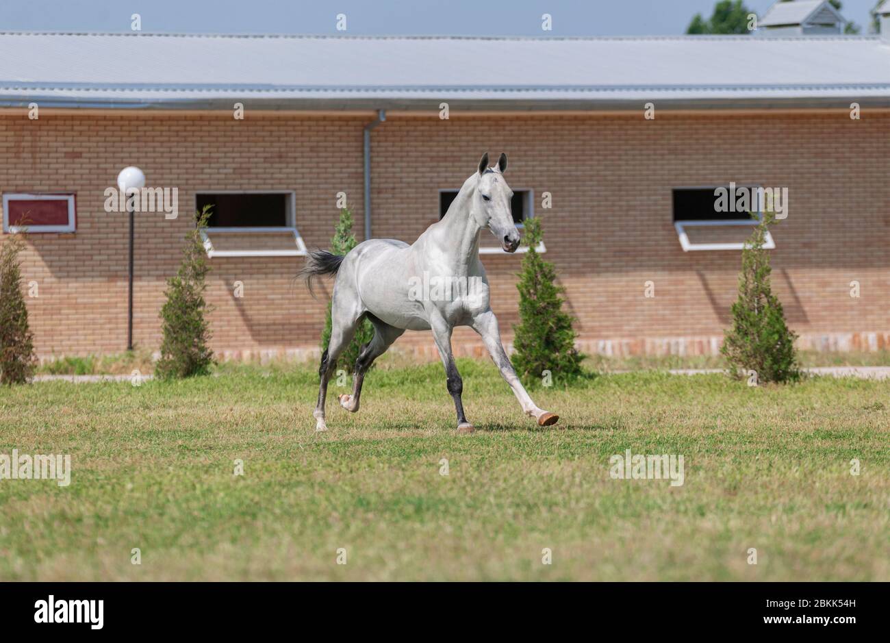 White akhal teke horse running on the grassy field near red brick ...