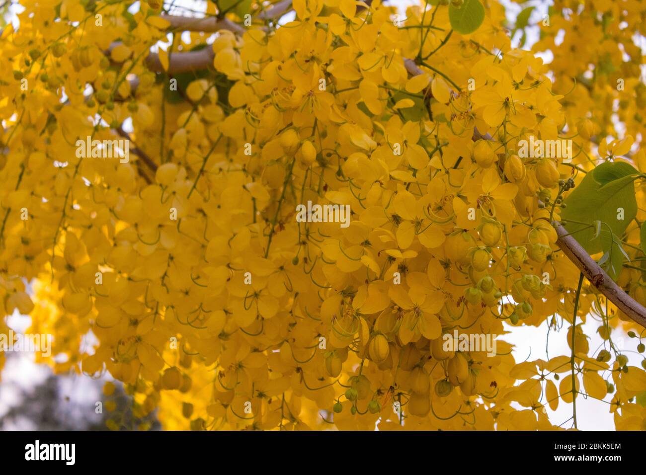 Yellow leaves and hanging flowers during golden hour. Cassia fistula, aka golden shower, purging ...