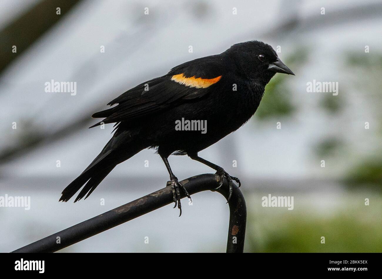 Markings on a black bird Stock Photo - Alamy