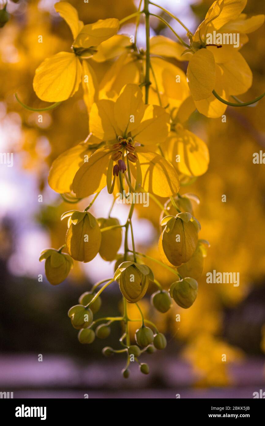 Yellow leaves and hanging flowers during golden hour. Cassia fistula, aka golden shower, purging ...