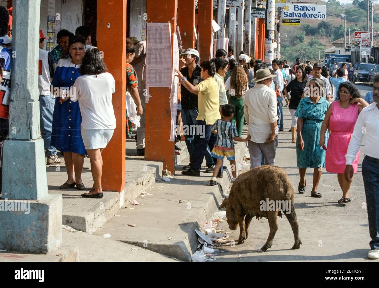 Pig in the street hi-res stock photography and images - Alamy