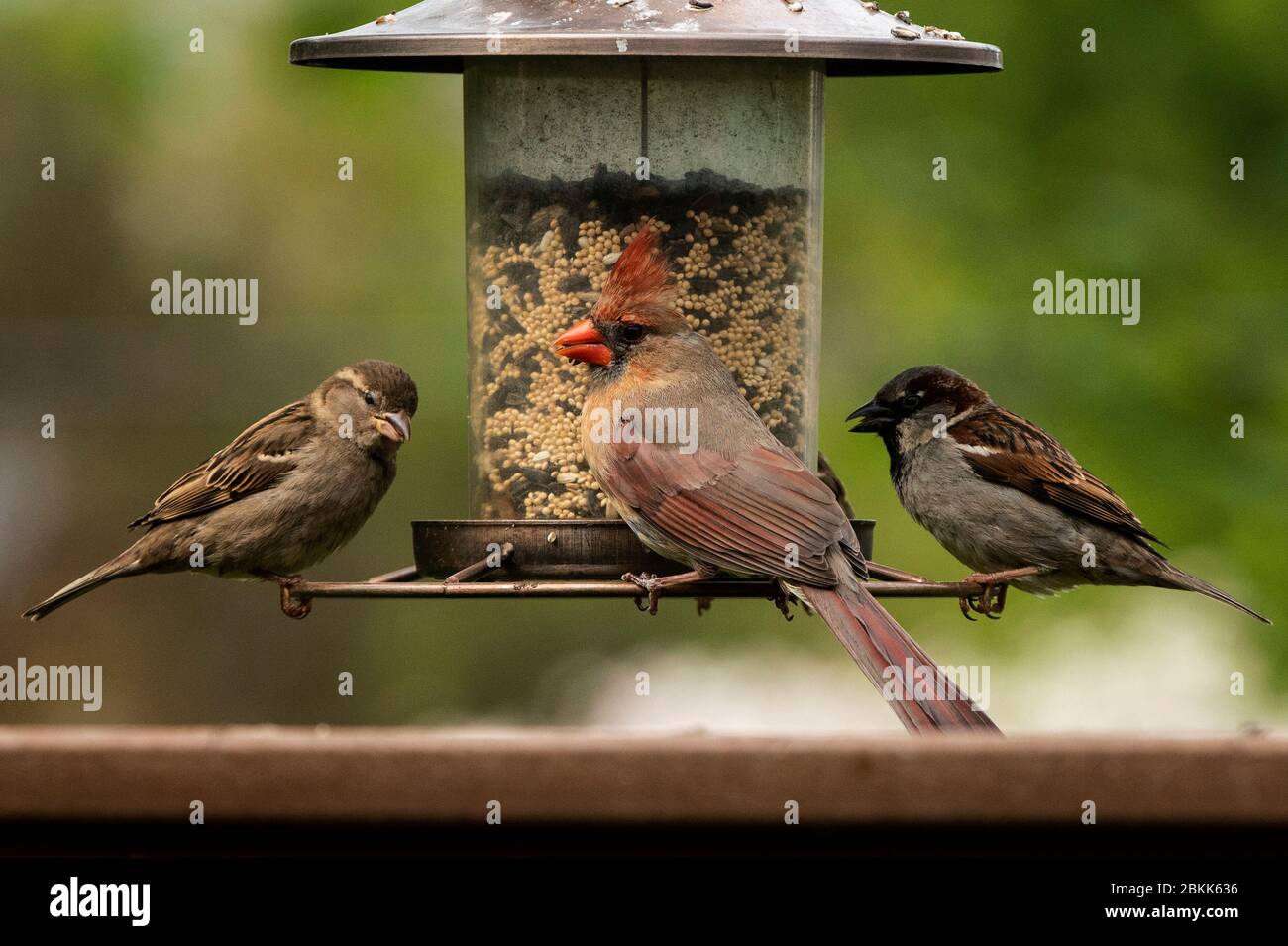 Birds around the feeder Stock Photo - Alamy