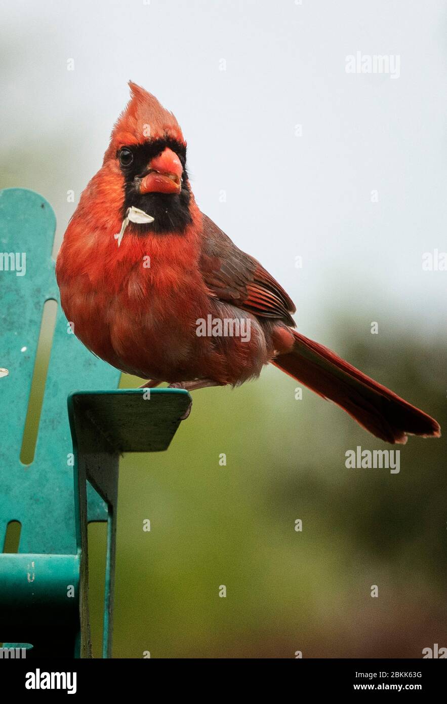 Northern Cardinal balances on a perch Stock Photo - Alamy