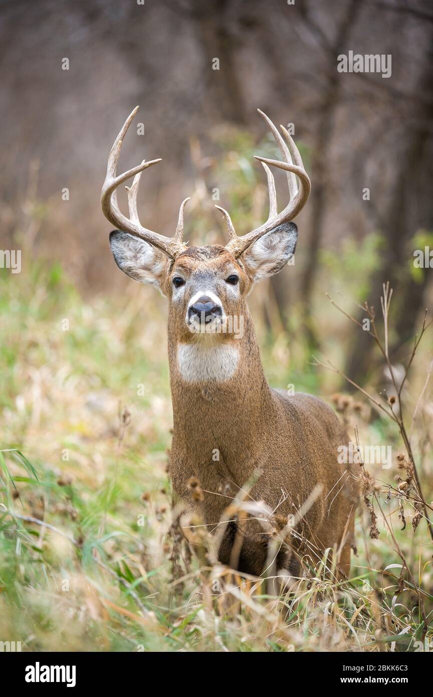 White-tailed Deer, buck (Odocoileus virginianus), Eastern N. America ...