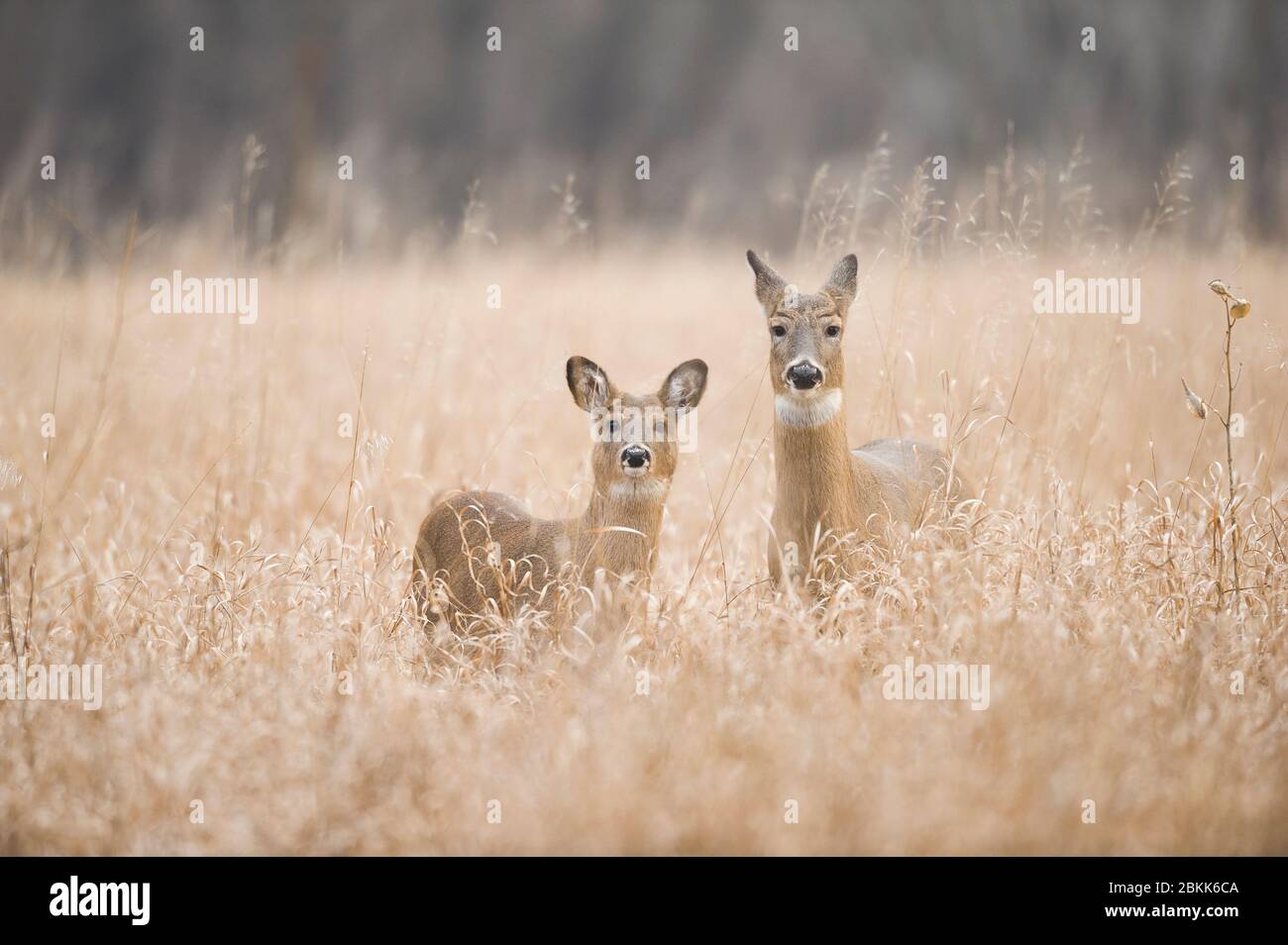 White tailed deer yearling hi-res stock photography and images - Alamy