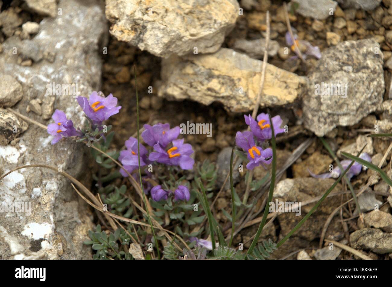 Alpine toadflax (Linaria alpina) among scree in Malbun, Liechtenstein ...