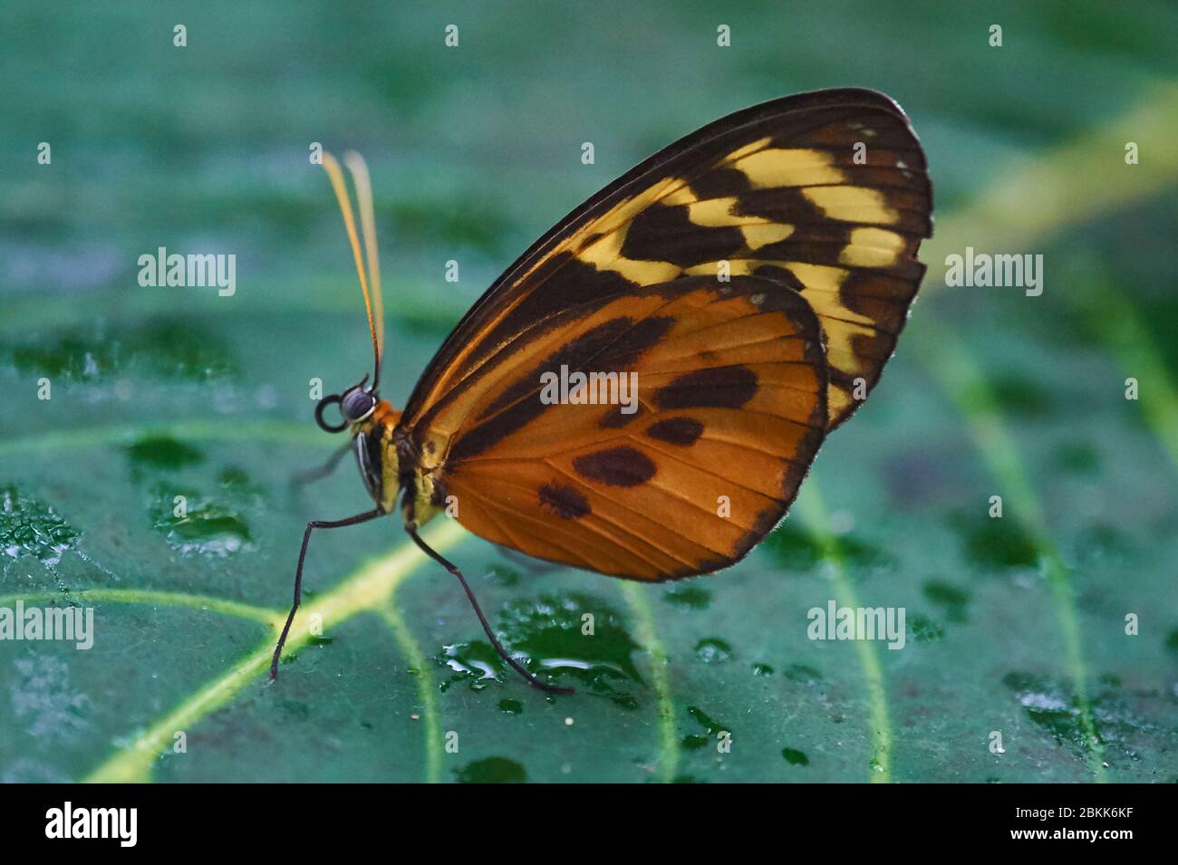 Coiled proboscis hi-res stock photography and images - Alamy