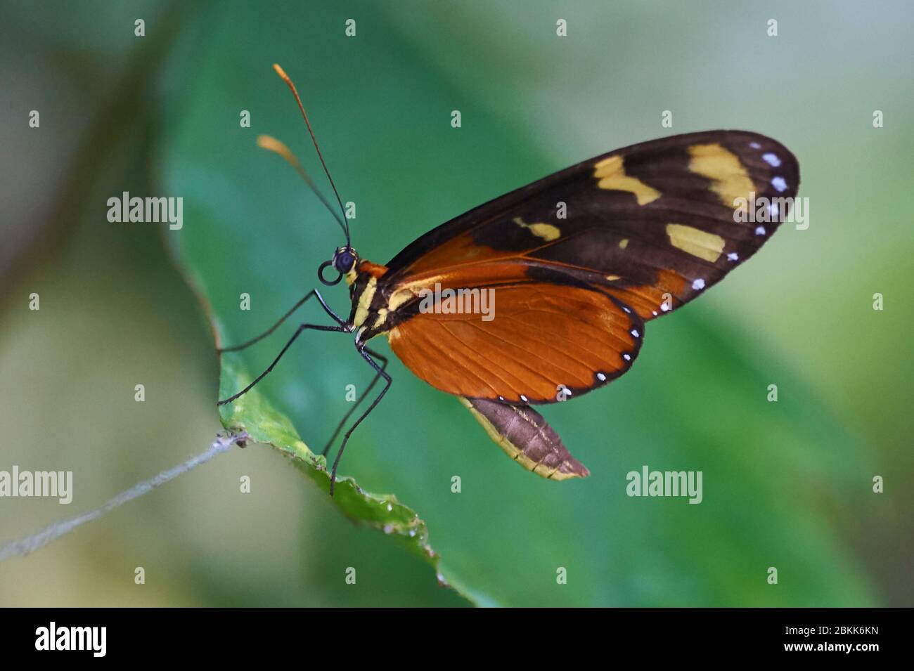 Numata longwing butterfly hi-res stock photography and images - Alamy