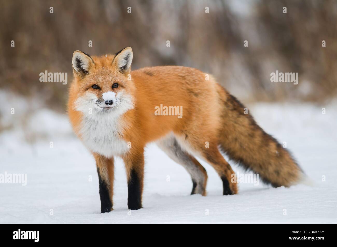 Adult Red Fox (Vulpes vulpes), Winter, North America, by Dominique ...