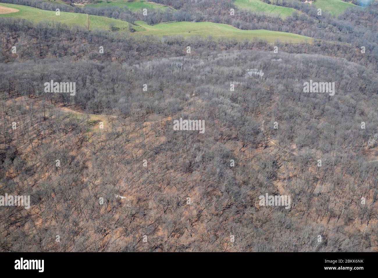 Iowa marching bear group hi-res stock photography and images - Alamy
